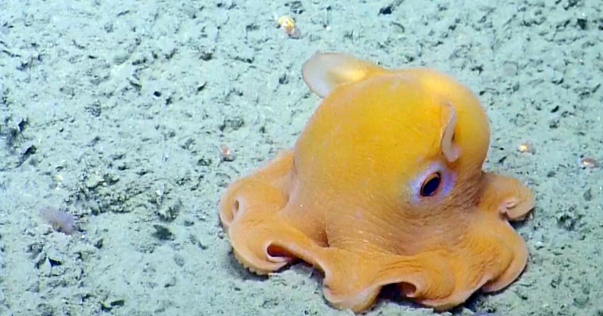 Shy Dumbo Octopus Hides Inside Its Own Tentacles Nautilus Live shy-dumbo-octopus-hides-inside-its-own-tentacles-nautilus-live