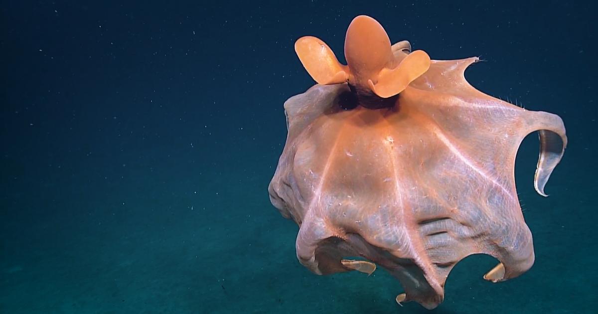 Cirroteuthid Octopus Billows Like a Circus Tent | Nautilus Live