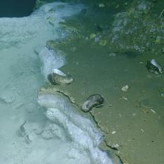 Spectacular Underwater Brine Lake | Nautilus Live